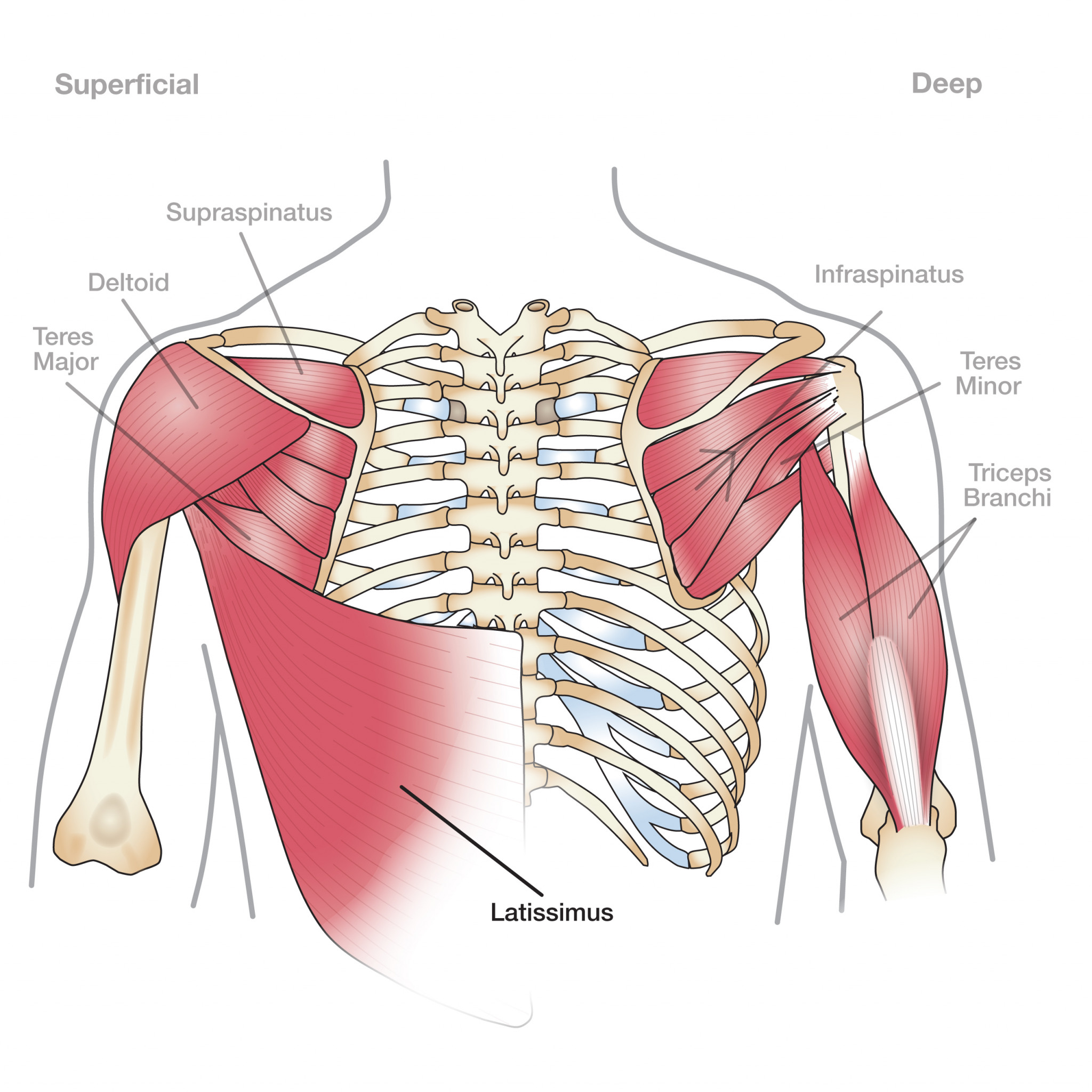 The Four Most Common Shoulder Issues and How to Fix Them - Body ...